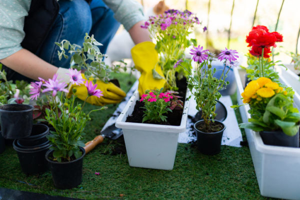 Cveće koje je najbolje saditi u maju - Lepota i Zdravlje